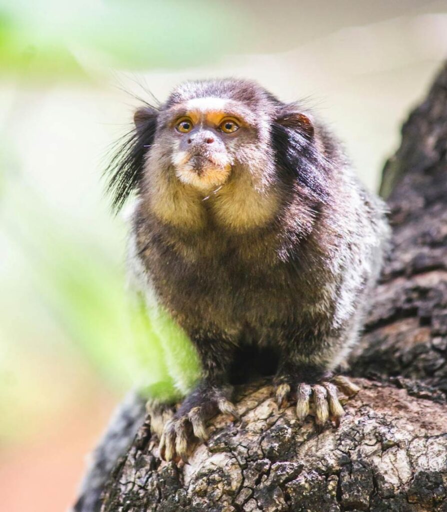 Como visitar a Floresta Amazônica: Um guia completo!